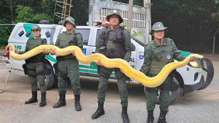 O Mistério Por Trás Da Cobra Na Caixa: Como Um Filhote De Píton Albina ...
